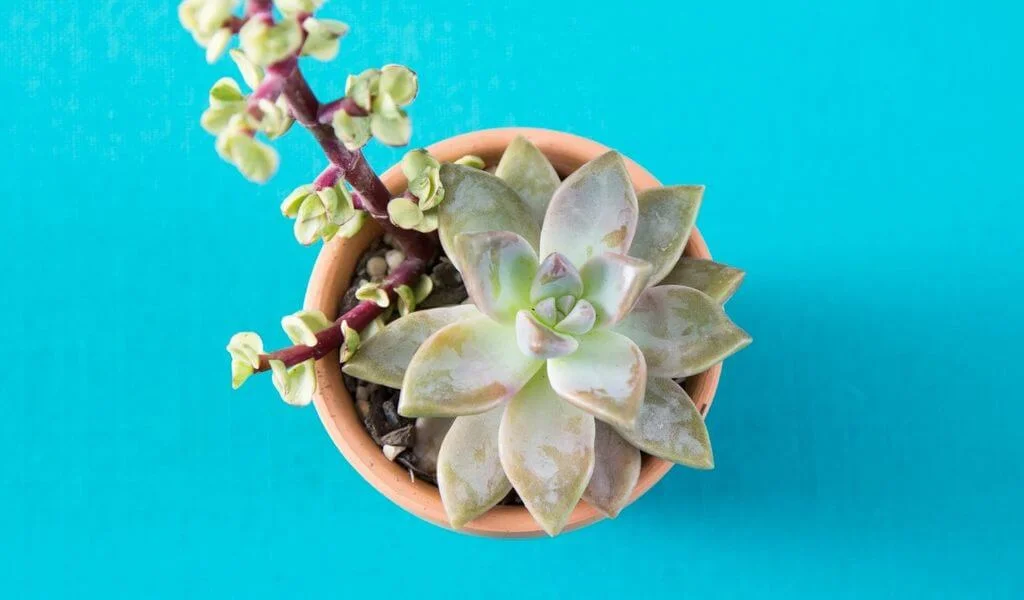10 Reasons Why Succulent Growing Long Stem