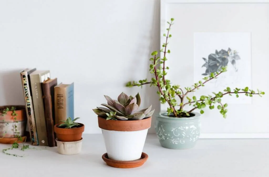 10 Reasons Why Succulent Growing Long Stem