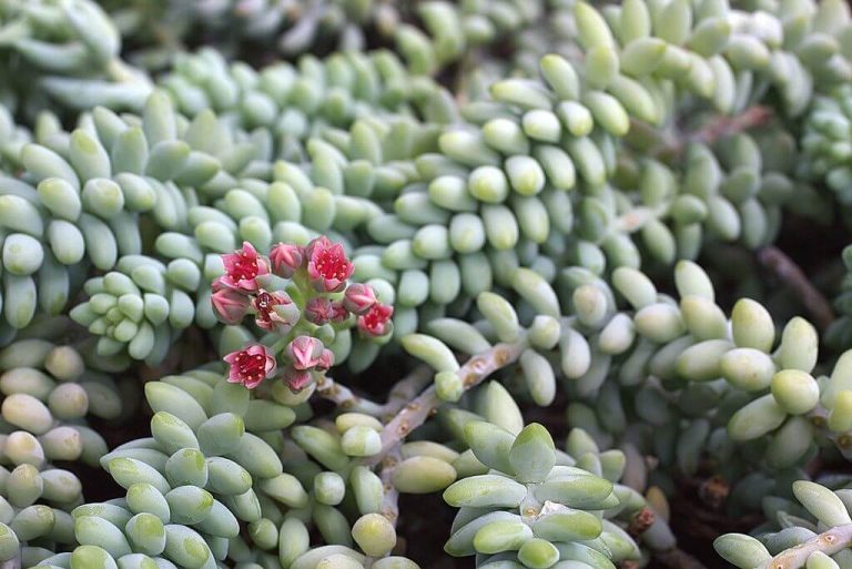 Tall Succulent Plants - The Best 32 Types of Them