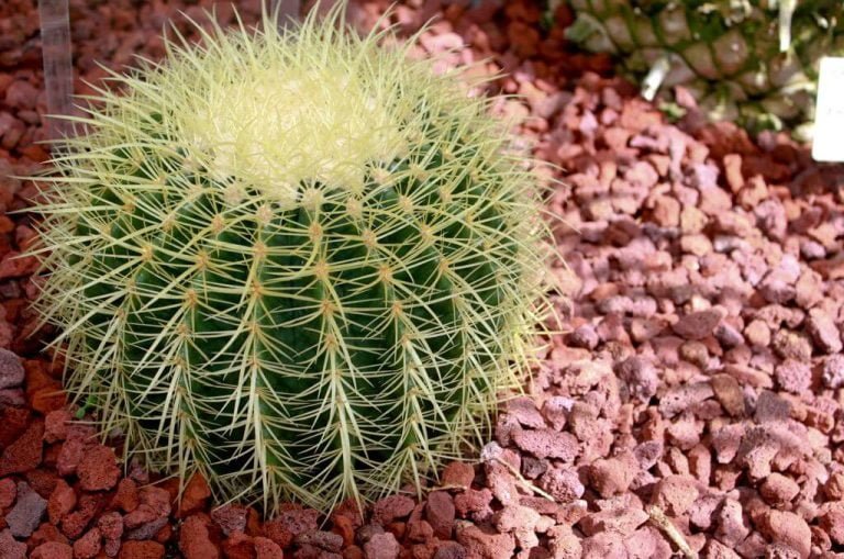 9 Types of Poisonous Cactus