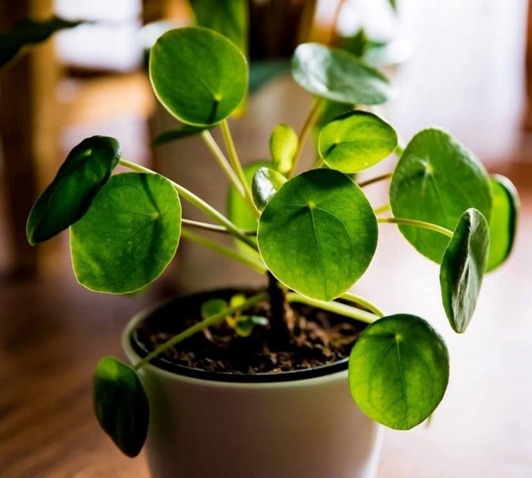 Pilea Leaves Curling A Complete Guide-Cause and How to FIx Them