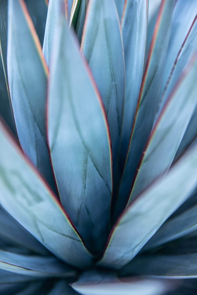 Blue Flame Agave Plant Care and Complete Guide