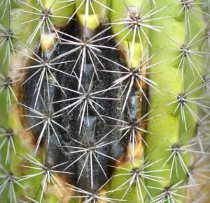 Black Spots on Cactus - Identifying and Treating It