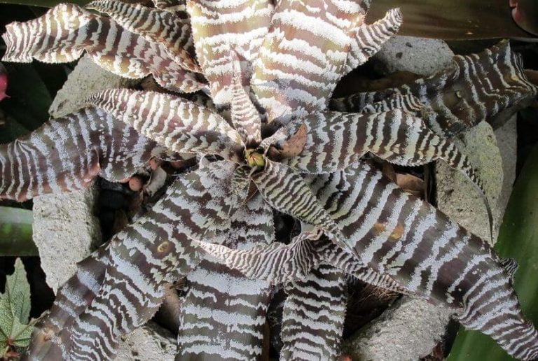 24 Types of Popular Spiky Succulents - Add a Touch of Beauty