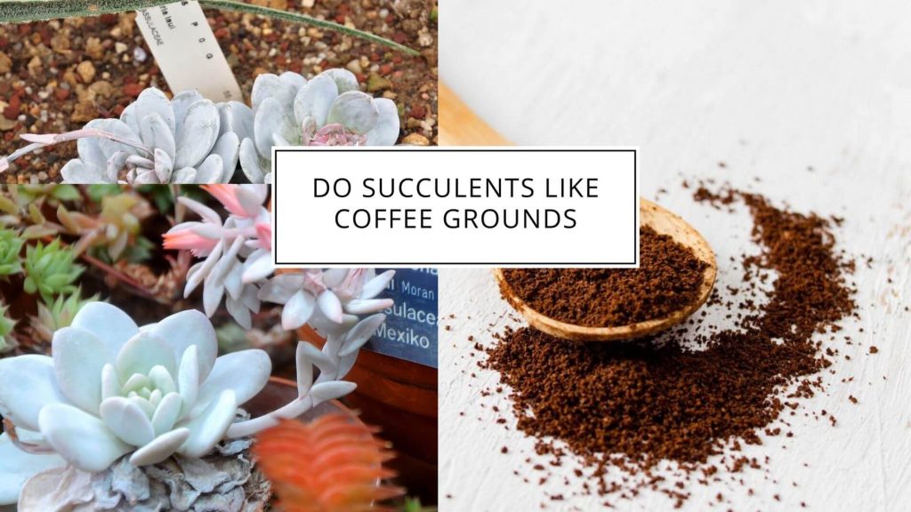 Do Succulents Like Coffee Grounds