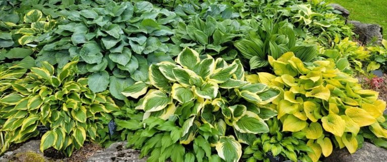 10 Common Reasons Why Your Hosta Leaves Turning Yellow (And How To Fix ...