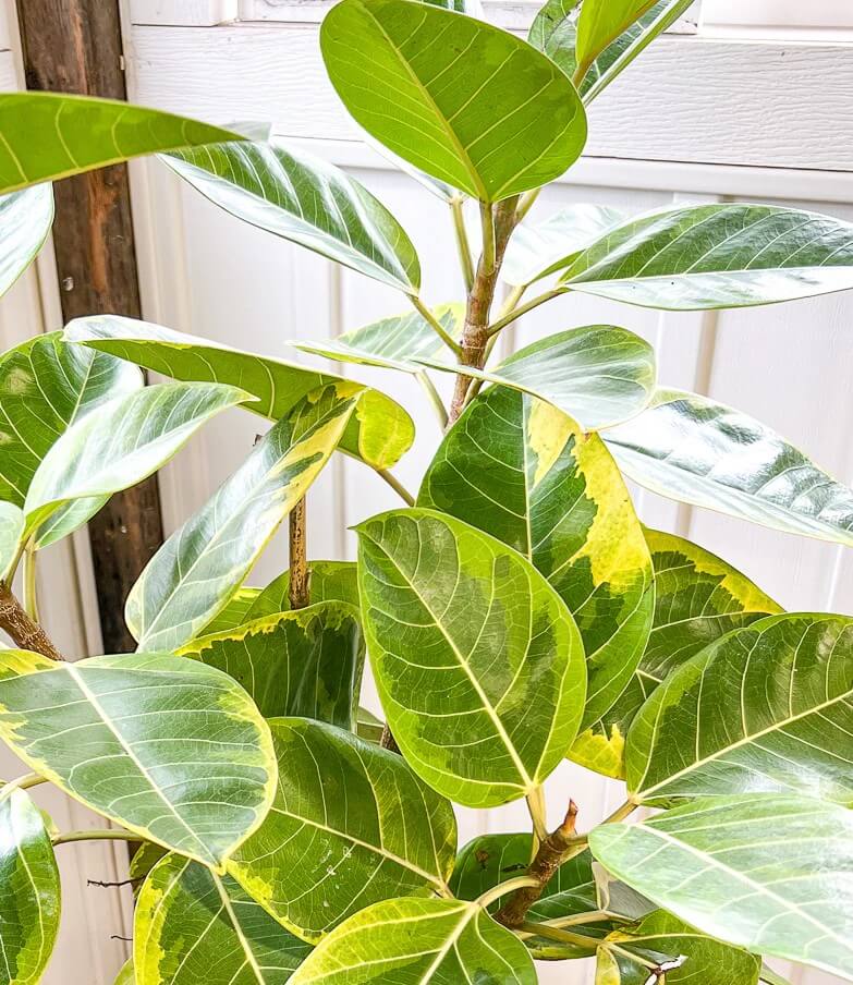 Ficus Altissima Yellow Gem Variegate Care Guide