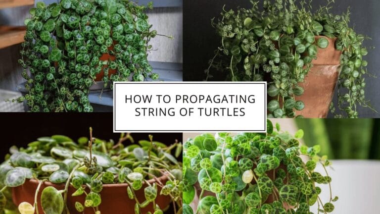 String of Turtles Terrarium Care Guide